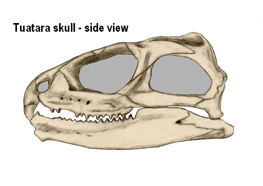 Pre-dinosaur native of New Zealand hatched in England's Chester Zoo ...